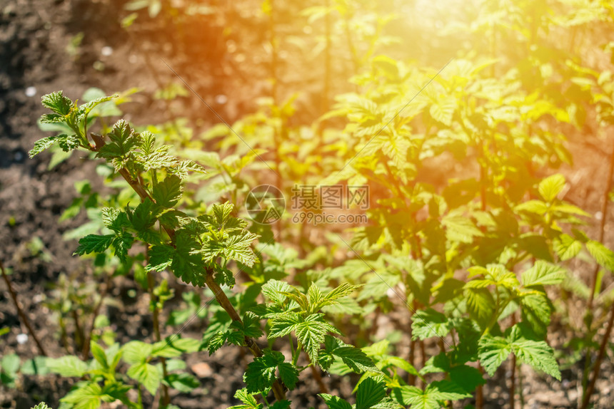 阳光下的草莓树绿枝年轻的草莓树在花园里高清图片下载-正版图片303504517-摄图网