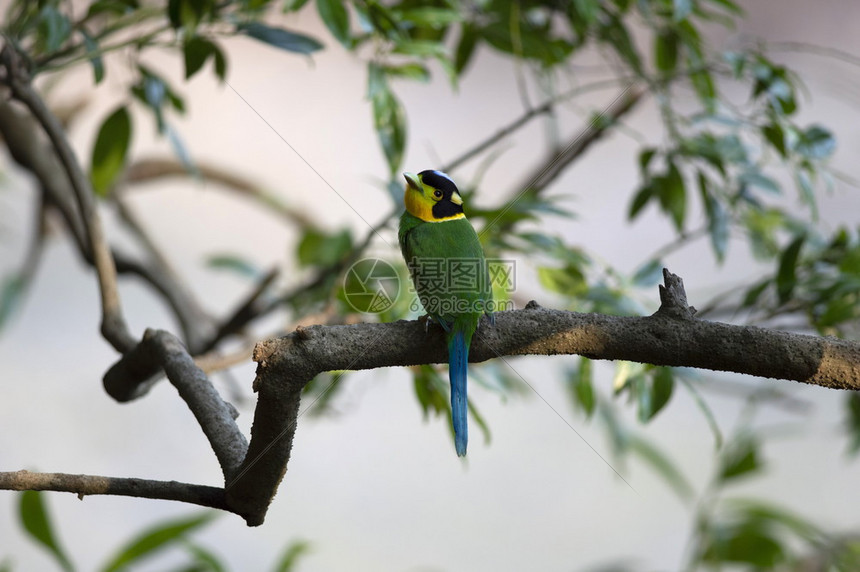 长的尾巴宽幅长的尾巴高清图片下载-正版图片303541473-摄图网