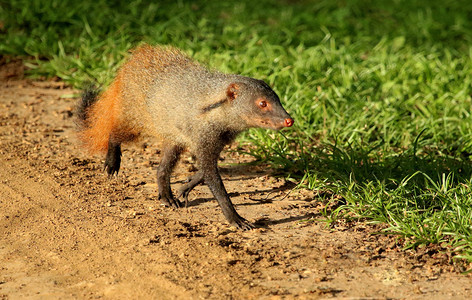 在野生物保护区塔皮鲁斯地表或马拉扬塔皮鲁斯印第加的水中游泳高清图片下载-正版图片305534789-摄图网