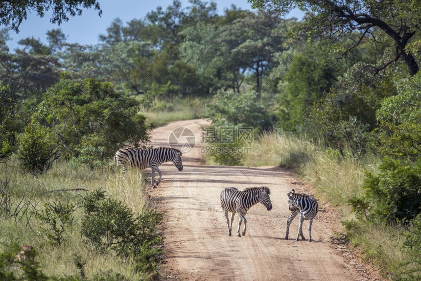 位于非洲南部的Kruge公园的一条草地砂砾路上的3个平原斑马位于非洲南部的Kruge公园中的3个平原斑马位于非洲南部的quida高清图片下载 ...