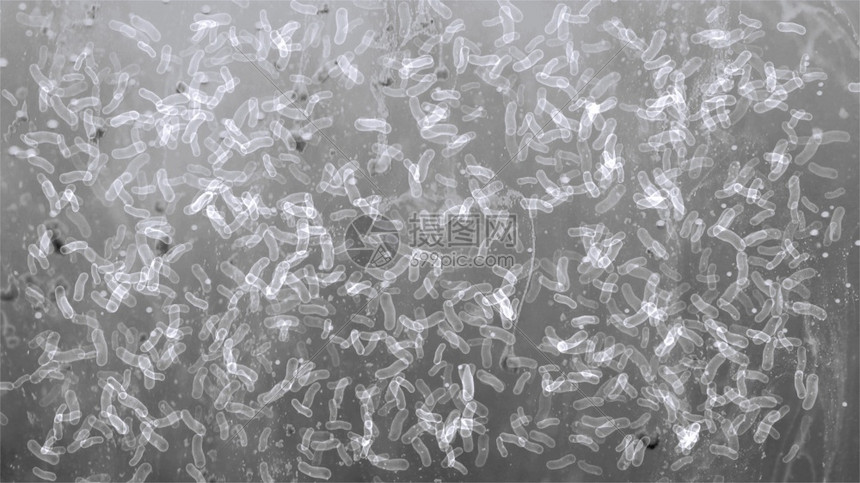 显微镜下的许多细菌高清图片下载-正版图片303705431-摄图网