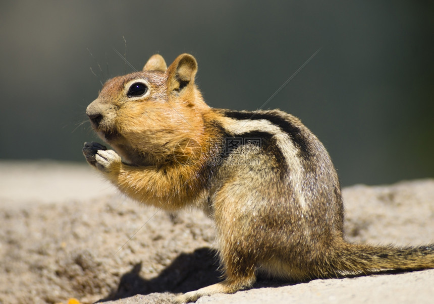 今天这个Chipmonk已经找到很多食物了高清图片下载-正版图片303918279-摄图网