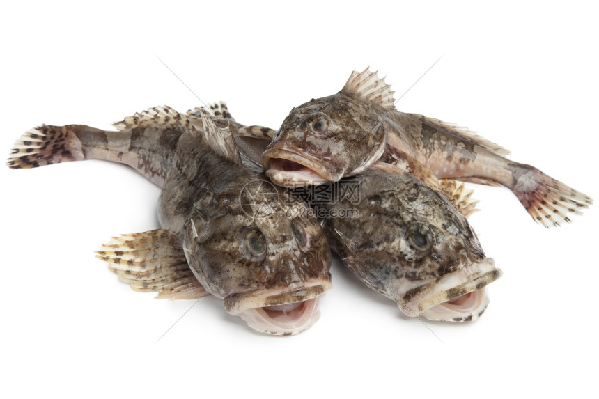 白色背景的新鲜原Cottidae高清图片下载-正版图片303928315-摄图网