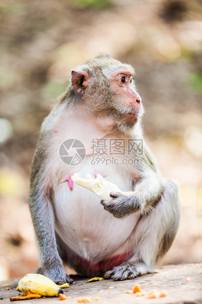 吃香蕉的猴子高清图片下载-正版图片303997084-摄图网