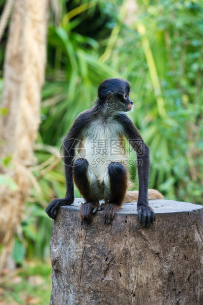 树上蜘蛛猴高清图片下载-正版图片304148279-摄图网