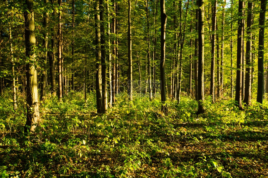 天然林树绿色木本背景xAxA高清图片下载-正版图片304155215-摄图网