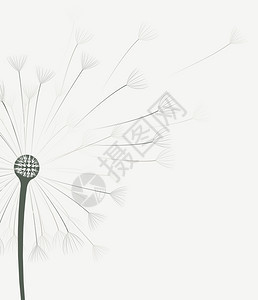 蒲公英矢量插图插画图片下载-正版图片304250130-摄图网