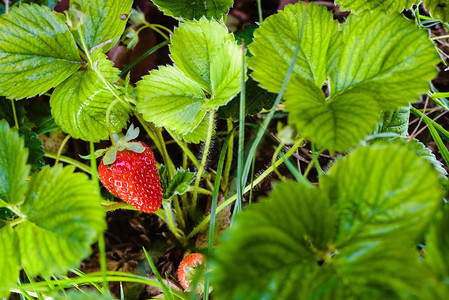 新鲜的草莓植物已经成熟可收获高清图片下载-正版图片306826438-摄图网