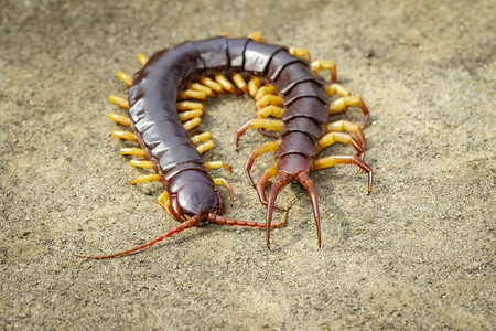 白色背景中被隔离的或图像动物有毒高清图片下载-正版图片305798079-摄图网