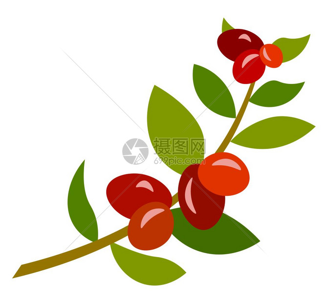 咖啡树枝矢量插图插画图片下载-正版图片305603814-摄图网