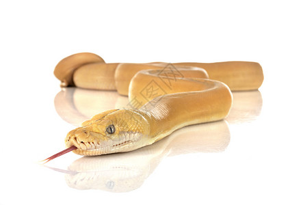 Python图片_Python素材_Python高清图片_摄图网图片下载