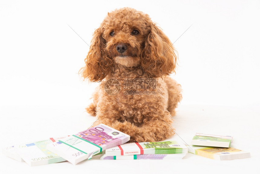 小狗和钱的钞票不同高清图片下载-正版图片306222922-摄图网