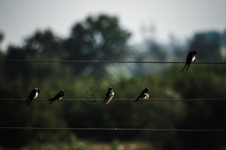 红通风灯泡鸟高清图片下载-正版图片504238463-摄图网