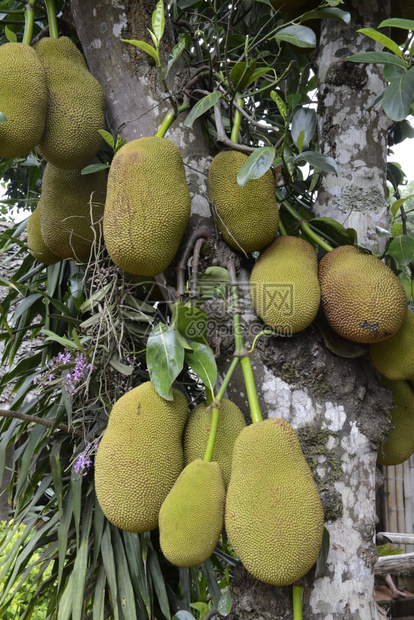 东南亚泰国北部MeeHongSon北道MeeSon村附近的Durian树高清图片下载-正版图片306851779-摄图网