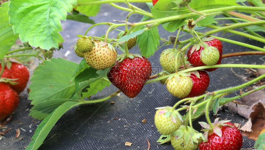 花园里有草莓的树枝花园里有草莓高清图片下载-正版图片306942309-摄图网