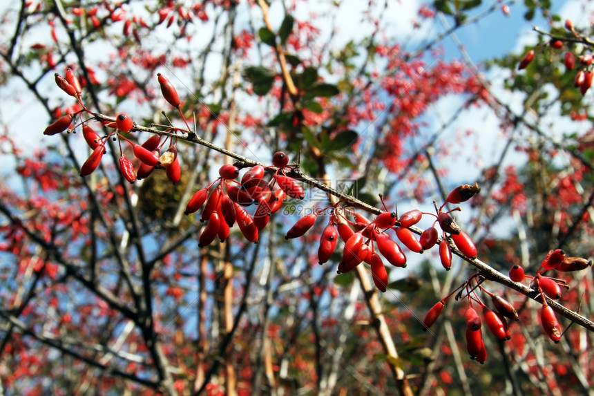 林中草莓树分支高清图片下载-正版图片306995486-摄图网