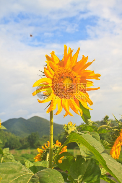 田地和蓝天空有美丽的向日葵风景高清图片下载-正版图片307021717-摄图网