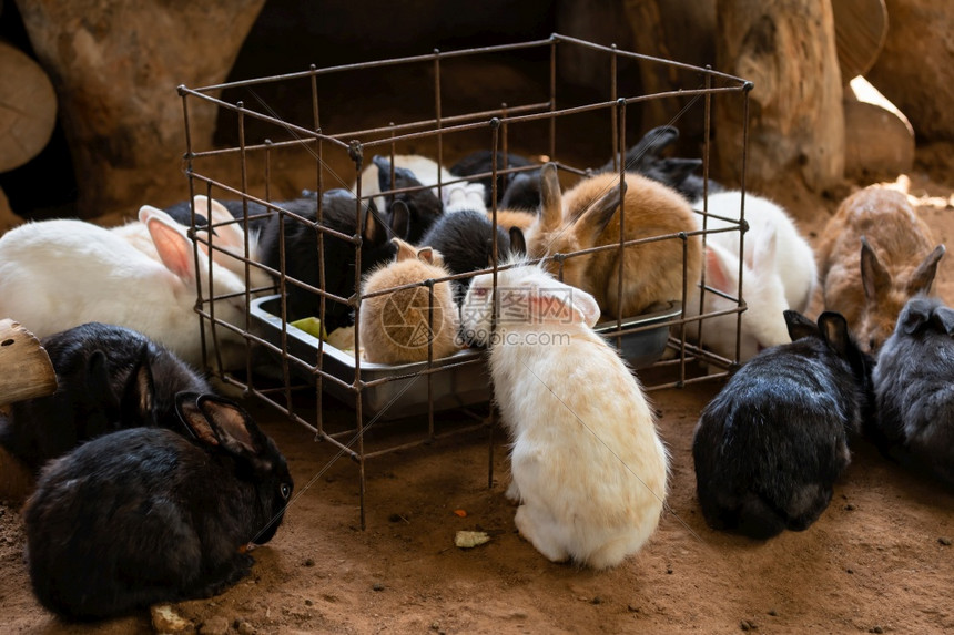 在农场里吃水果的兔子群高清图片下载-正版图片307070276-摄图网