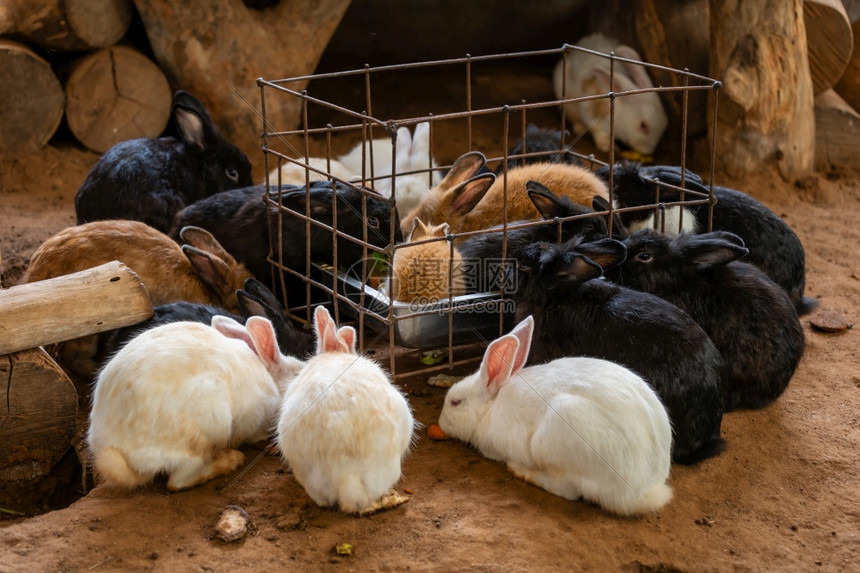 在农场里吃水果的兔子群高清图片下载-正版图片307070278-摄图网