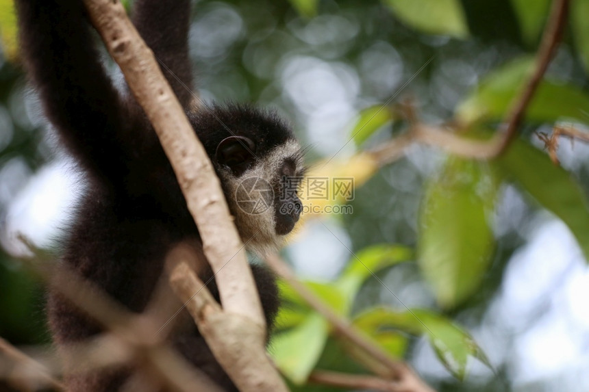 树上的黑猴在玩乐高清图片下载-正版图片307081971-摄图网