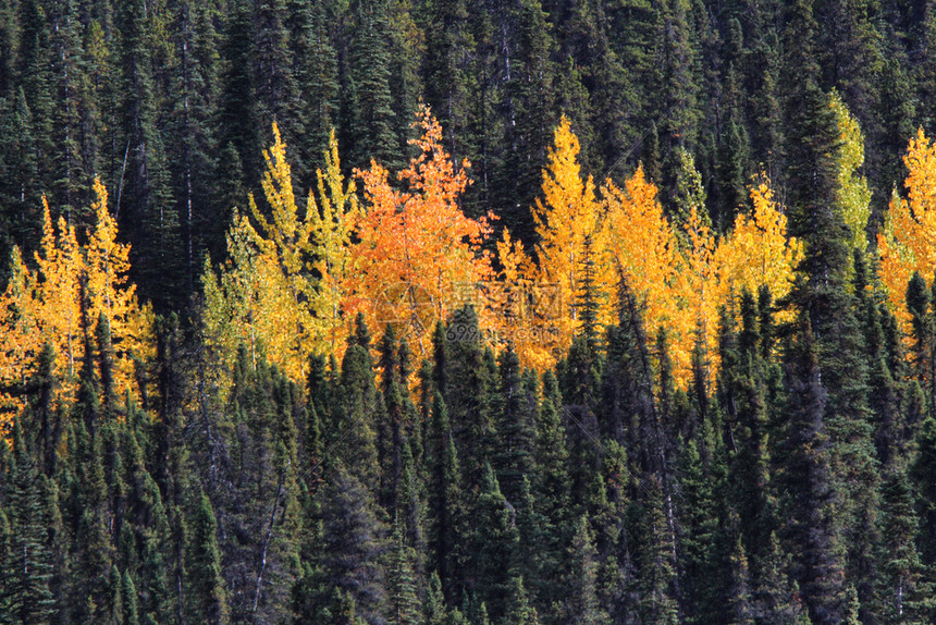 不列颠哥伦比亚省多彩森林高清图片下载-正版图片307289500-摄图网