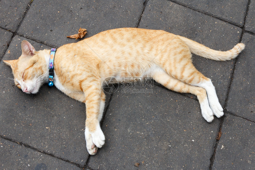 正在睡觉的猫高清图片下载-正版图片307506269-摄图网