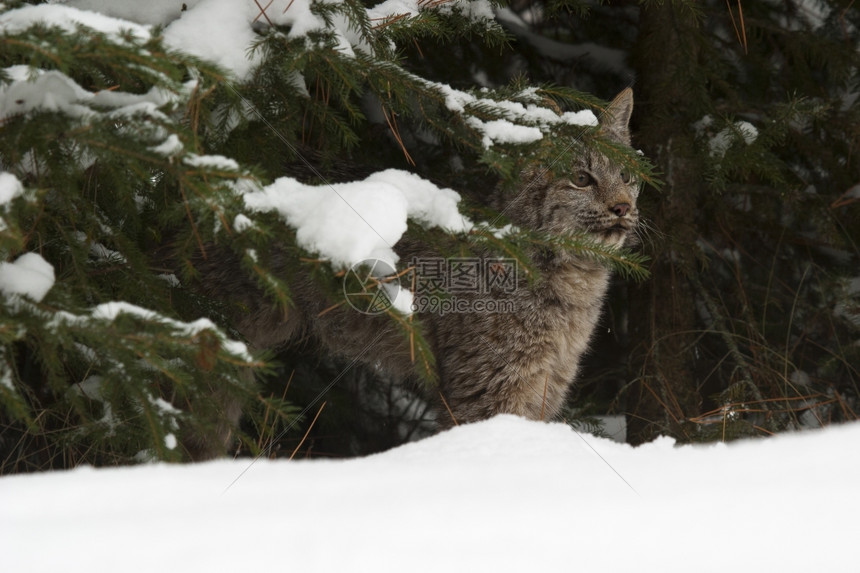 j加拿大林树藏在松中亨德森雪高清图片下载-正版图片307511614-摄图网