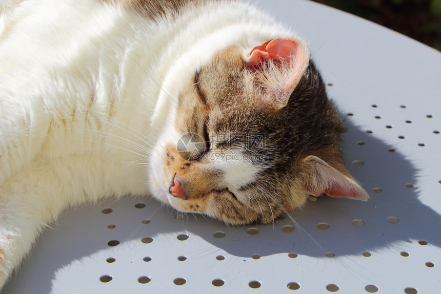 一只睡觉的小猫高清图片下载-正版图片307523527-摄图网