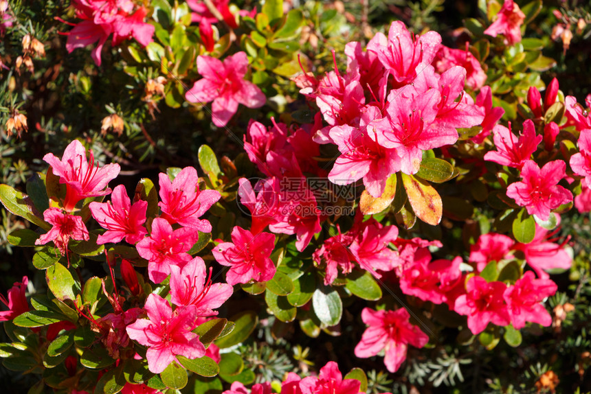 红色的映山红高清图片下载-正版图片307527760-摄图网
