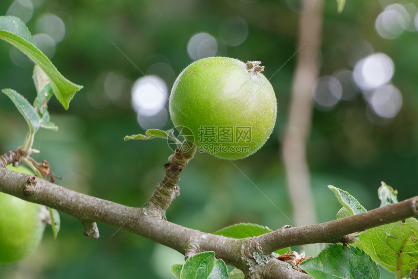 树上的苹果高清图片下载-正版图片307532581-摄图网