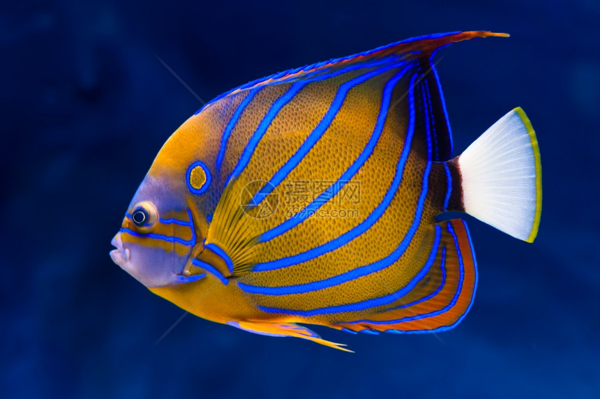 BlueringangelfishPomacanthuscircularis在自然蓝色背景条纹异国情调热带高清图片下载-正版图片 ...