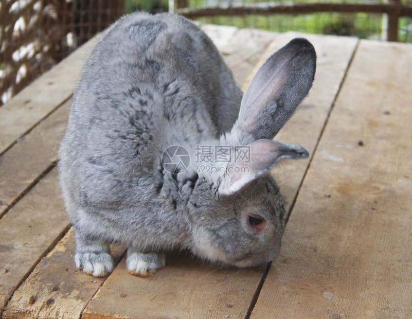 农场里的兔子高清图片下载-正版图片307555224-摄图网