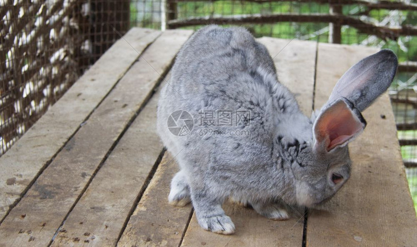 灰色兔子高清图片下载-正版图片307555225-摄图网