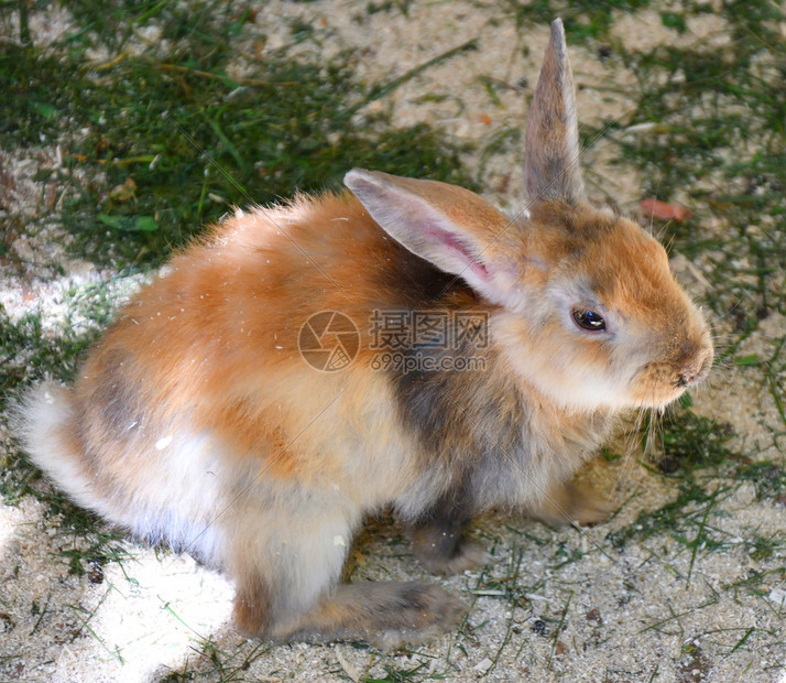 在农场的兔子高清图片下载-正版图片307571899-摄图网