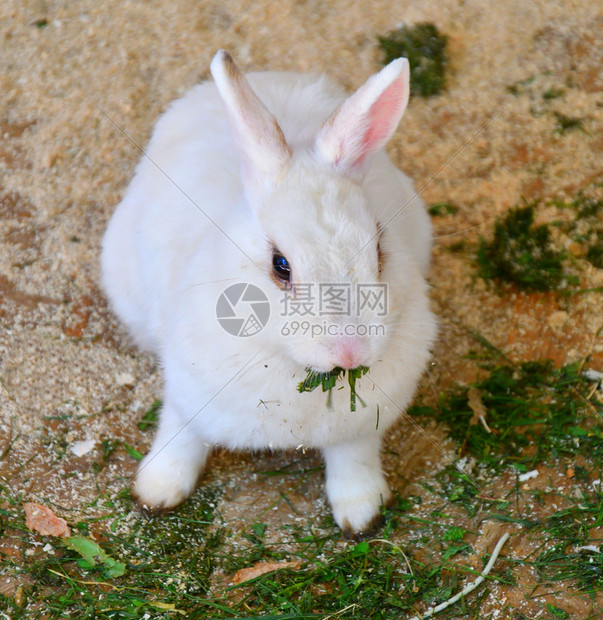 春日在农场的兔子高清图片下载-正版图片307571900-摄图网