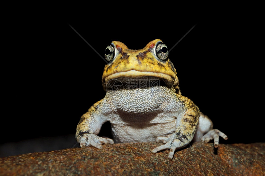 动物群南部眼睛非Garmani橄榄塔和米亚密质努斯近距离接高清图片下载-正版图片307591224-摄图网