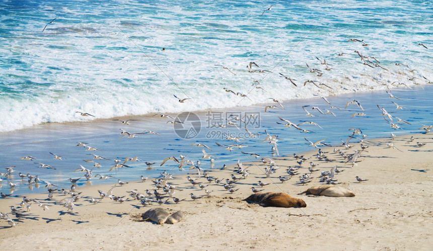南澳大利亚Kangaroo岛SilBay的沉睡海狮和鸥波浪可爱的狮子高清图片下载-正版图片307615852-摄图网