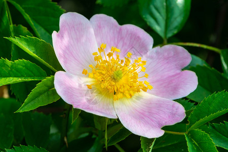 辛妮娜窗口图片_辛妮娜窗口素材图片大全_摄图网699pic.com