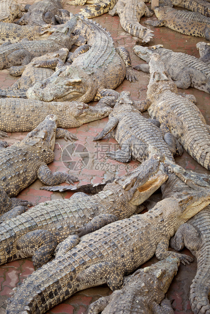 强大的动物园泰国Crocodile农场的Crocodile多重睡眠觉高清图片下载-正版图片307649283-摄图网