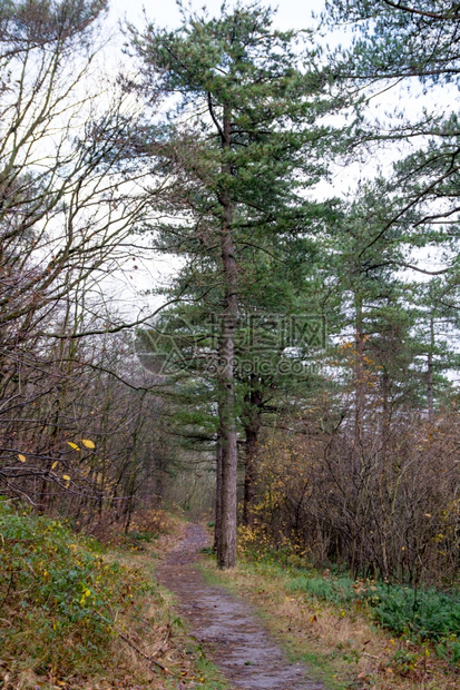 北方针叶松树森林里的小路高清图片下载-正版图片307688147-摄图网