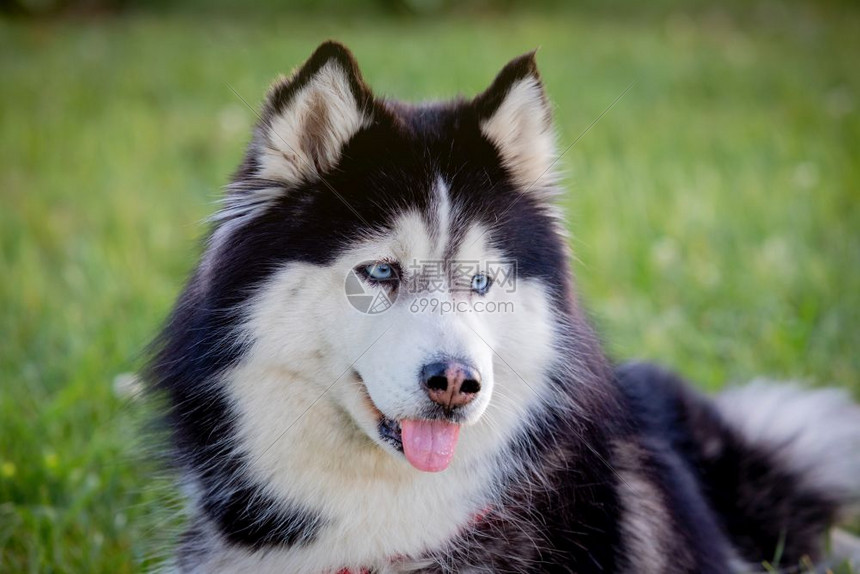 西伯利亚Husky在公园的草地上宠物快乐的纯种高清图片下载-正版图片307736003-摄图网