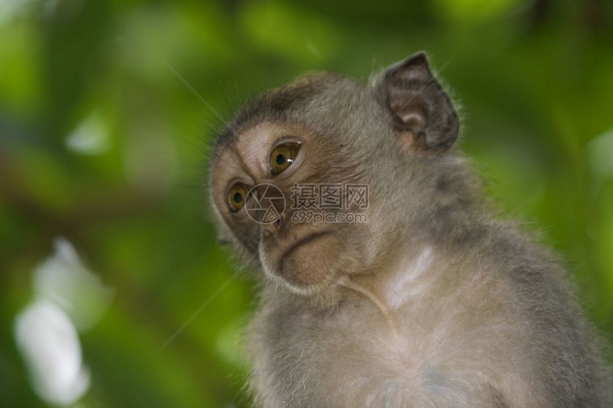 印度尼西亚巴厘岛的一只木猴泰国跳跃马来西亚高清图片下载-正版图片307763526-摄图网