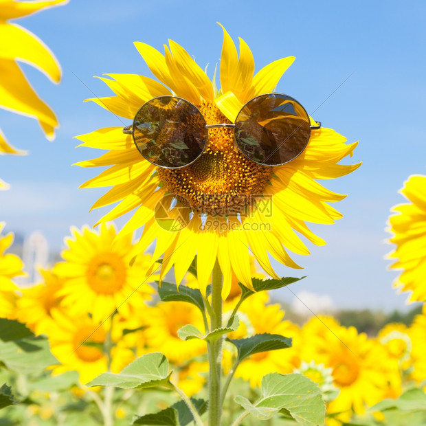 向着阳光成长的向日葵高清图片下载-正版图片307792677-摄图网