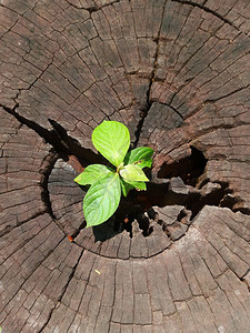 生长通过树桩干的植物高清图片下载-正版图片503230295-摄图网