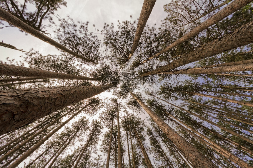 秋季森林仰视图高清图片下载-正版图片307816053-摄图网