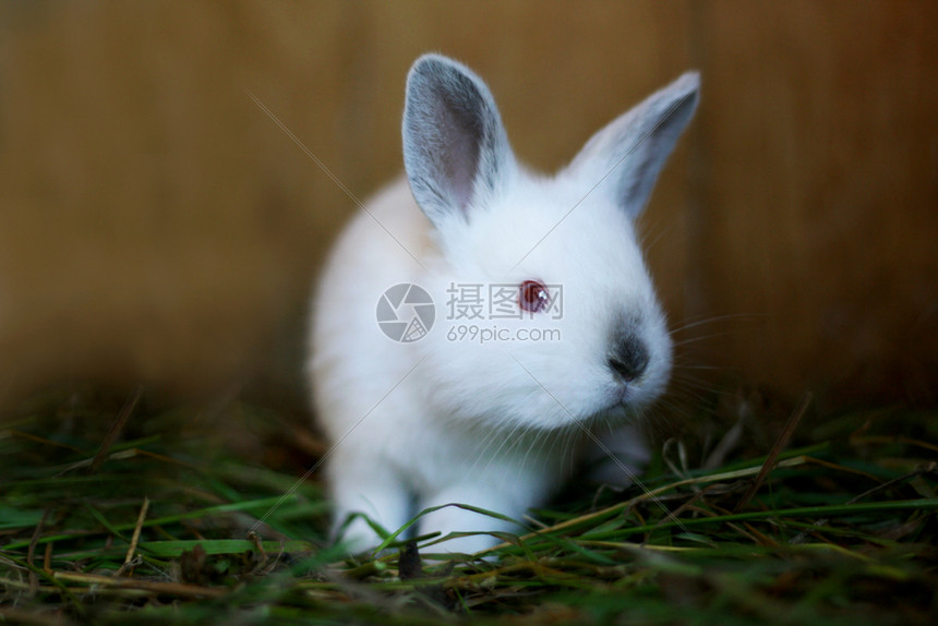 农场饲养兔子幼崽高清图片下载-正版图片307818873-摄图网