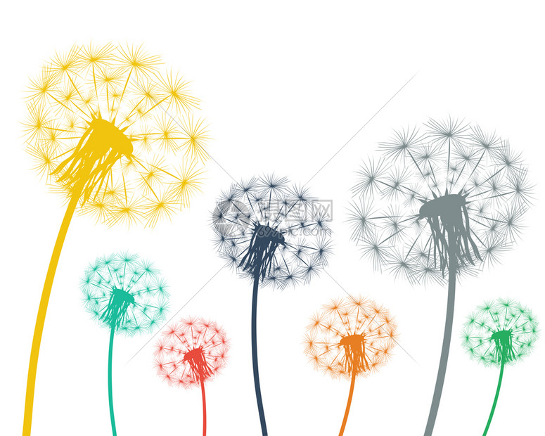 白色背景上的多蒲公英矢量图杂草柔软度生物学图片素材-正版创意图片307830982-摄图网