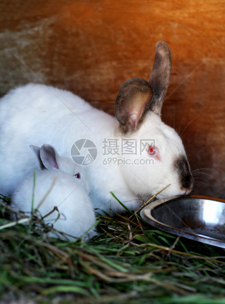 农场饲养的兔子高清图片下载-正版图片307842414-摄图网