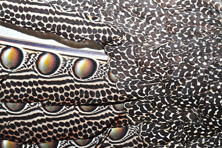 华丽的灰色阿尔格斯Argus动物优雅高清图片下载-正版图片307851594-摄图网