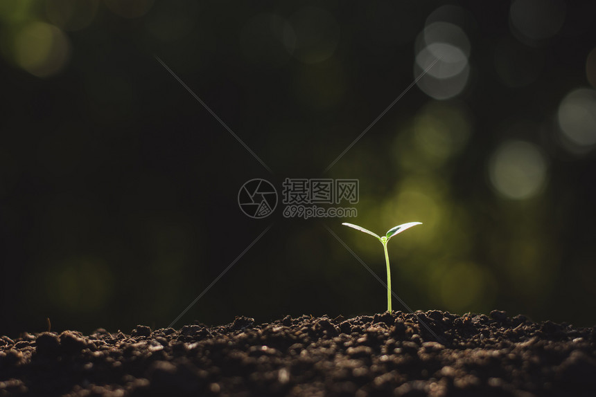 环境太阳种子幼苗从土壤中长出晨光照耀的阳高清图片下载-正版图片307853200-摄图网